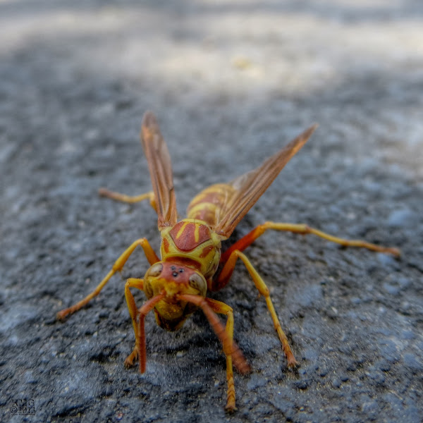 Paper Wasp | Project Noah