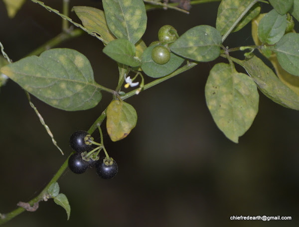 garden nightshade, hound's berry, petty morel, wonder berry, small ...