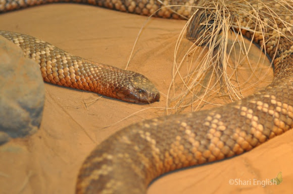 Collett's Snake | Project Noah