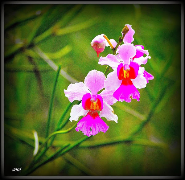 Vanda 'Miss Joaquim | Project Noah