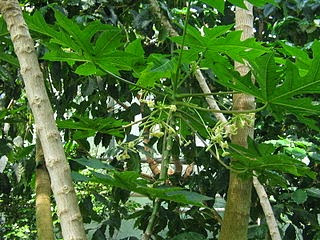 Pepaya Dan Manfaatnya - adenalfi: Info Dan Lingkungan