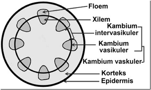 Meristem lateral (meristem samping) - Pengertian