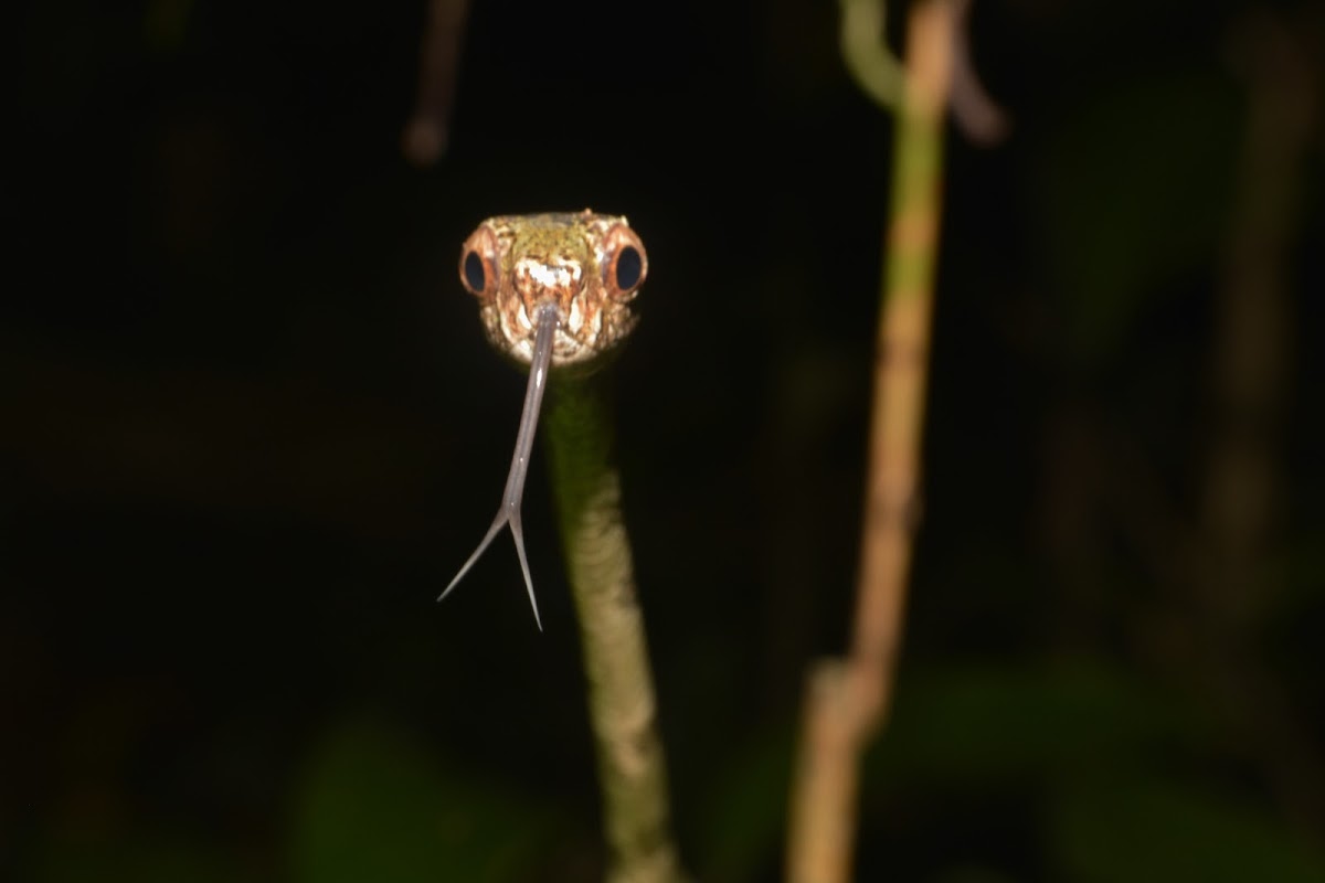 Blunt-headed Slug Snake | Project Noah