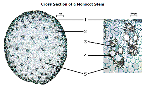 Monocot Stem Model