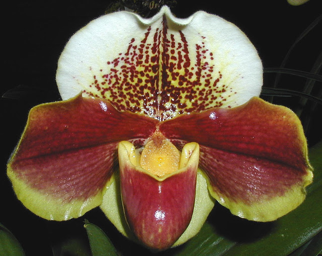 Bulldog Paph? - Orchid Board - Most Complete Orchid Forum on the web