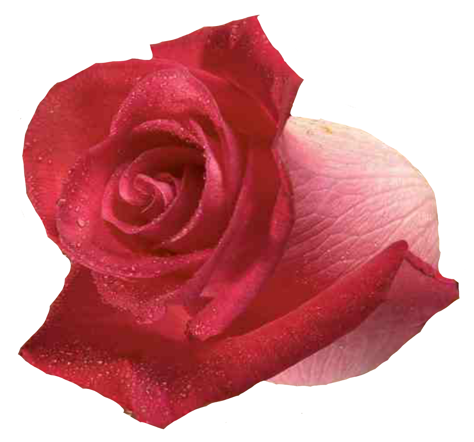 el jardin de rossy: rosas png