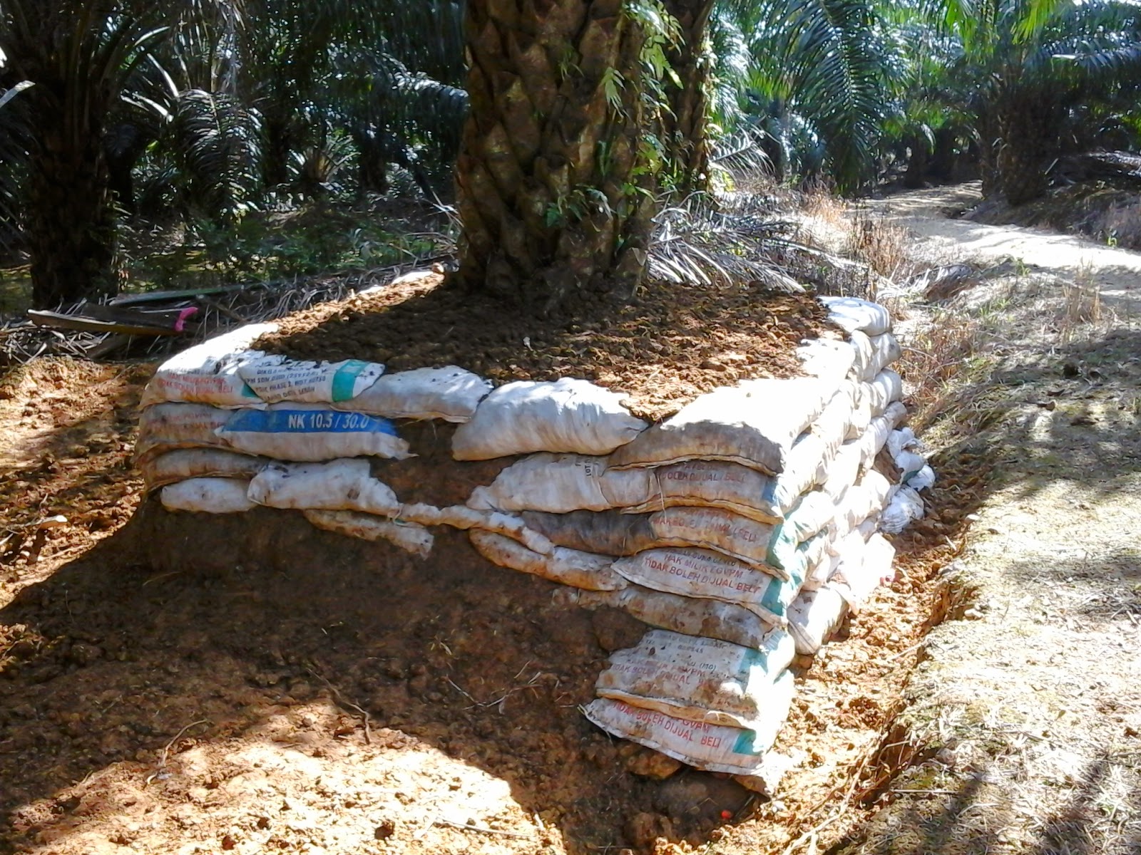 Segar Minda: Soil Mounding Pokok serangan Ganoderma