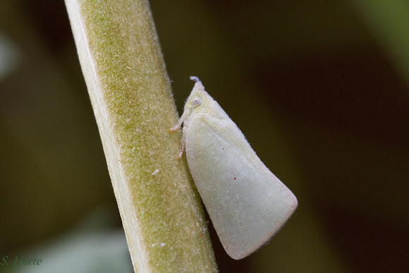 Grey planthopper | Project Noah