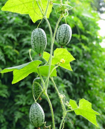 Привет,Микола.: ''Африканские огурчики''.