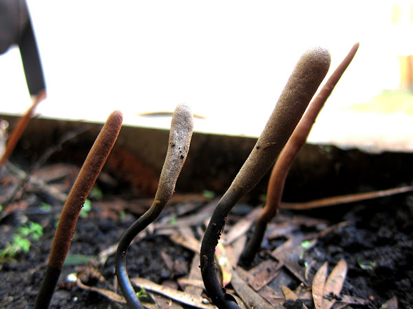 Dead Man's Fingers Mushroom | Project Noah