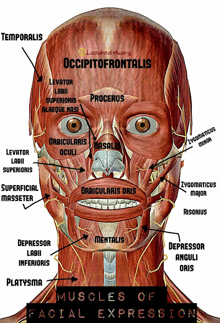The Doctor's Notebook: Origins, Insertion, and main actions of muscles ...