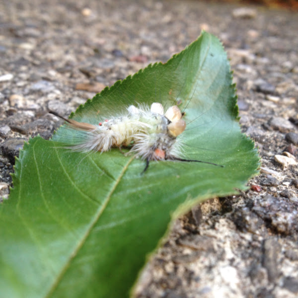 White-marked Tussock Moth Caterpillar | Project Noah
