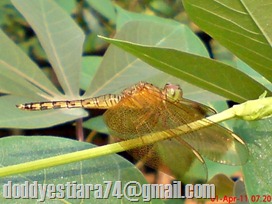 Capung Libellulidae: Neurothemis terminata
