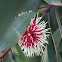 Sweet Hakea | Project Noah