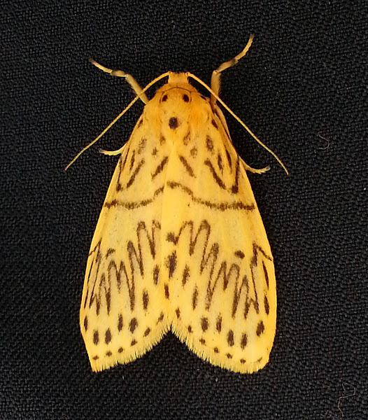 Footman Moth | Project Noah