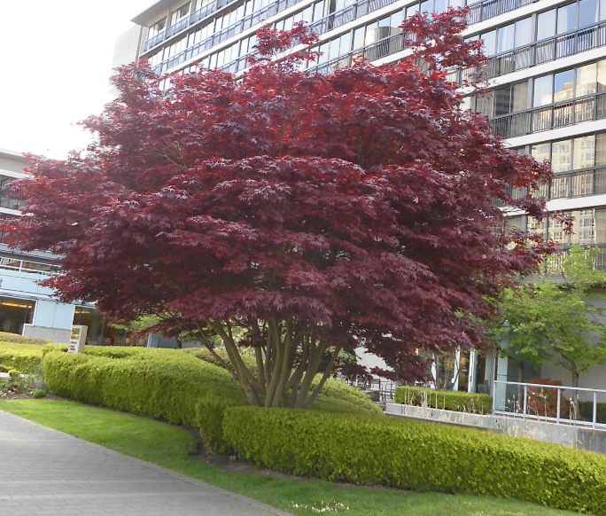 My Sekangkang Kera: Canada - Maple, maple dan maple..