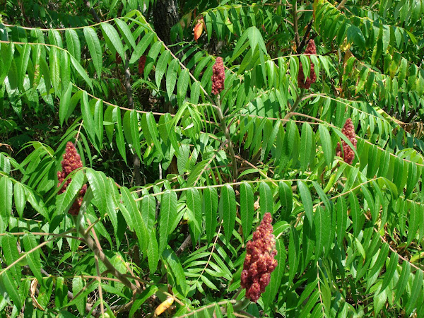 Staghorn Sumac | Project Noah