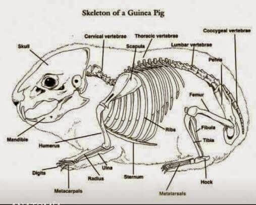 Cutie Guinea Piggies: Skeleton of a Guinea Pig