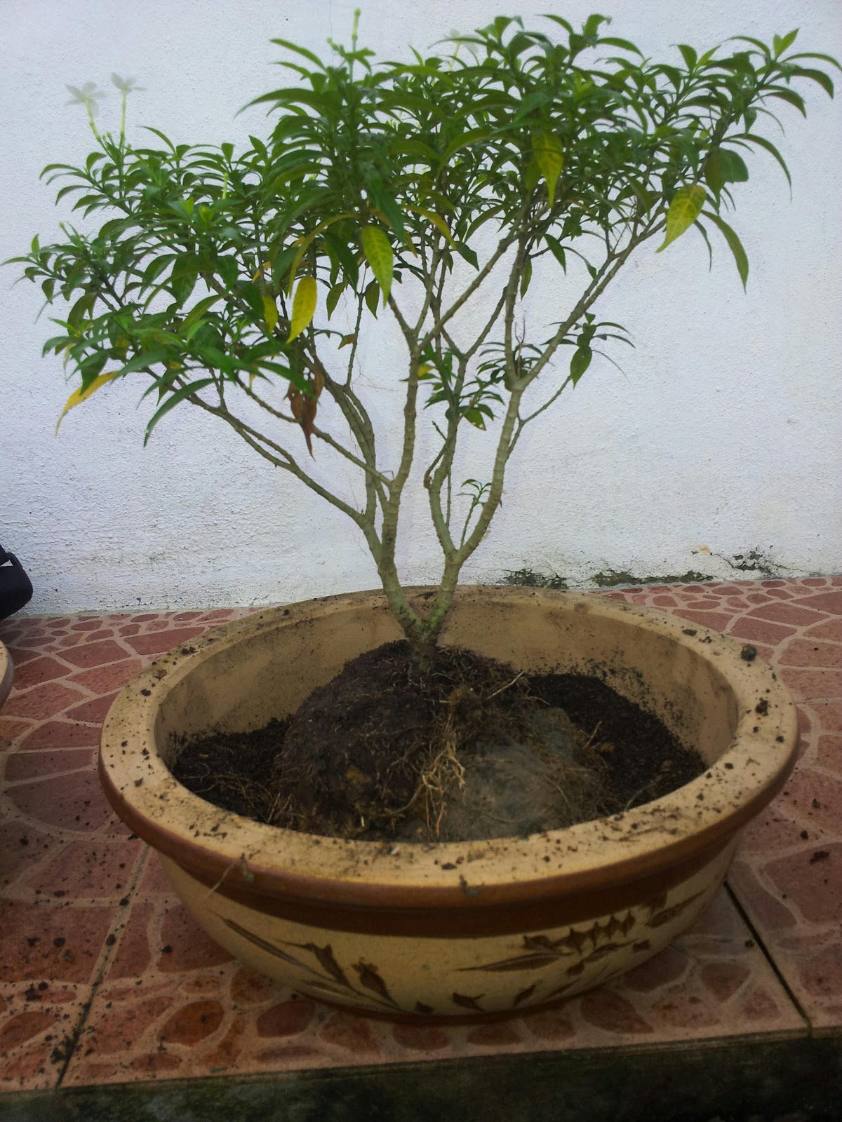 My Sekangkang Kera: DIY: Pokok Bonsai Jasmin