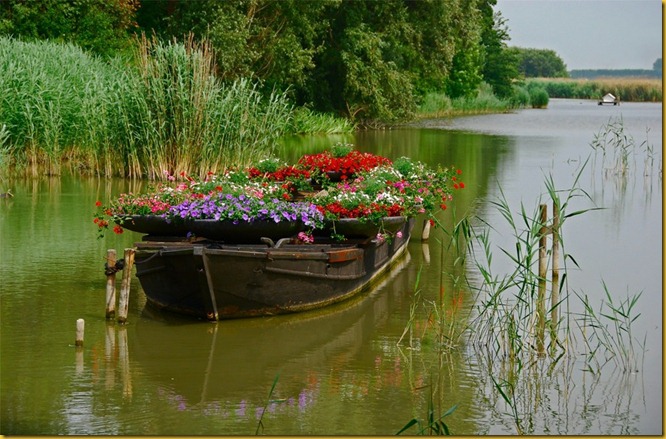 A Picture a Day: Flower boat