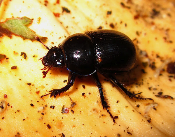 earth-boring dung/scarab beetles | Project Noah