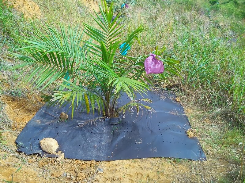 Segar Minda: Memasang Felda Mulch