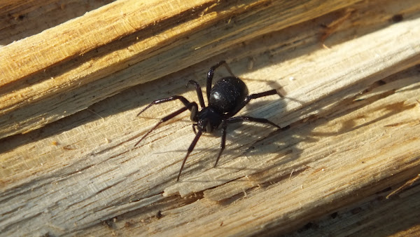 False Katipo | Project Noah