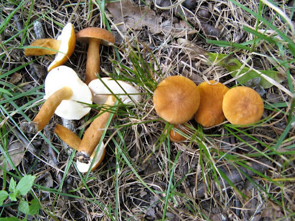 Chestnut Bolete, Gyroporus castaneus | Project Noah