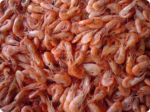 El Gourmet Urbano: El camarón: Desde las profundidades del mar a su mesa