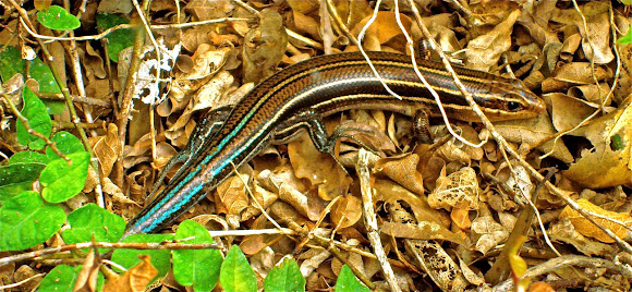 (American) Five-lined Skink | Project Noah