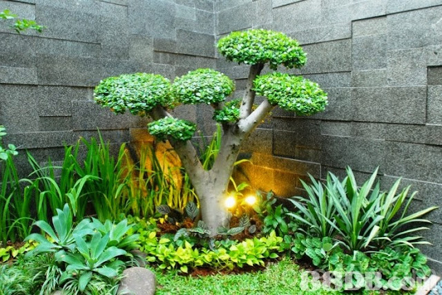 44+ Baru Gambar Bonsai Bunga Melati