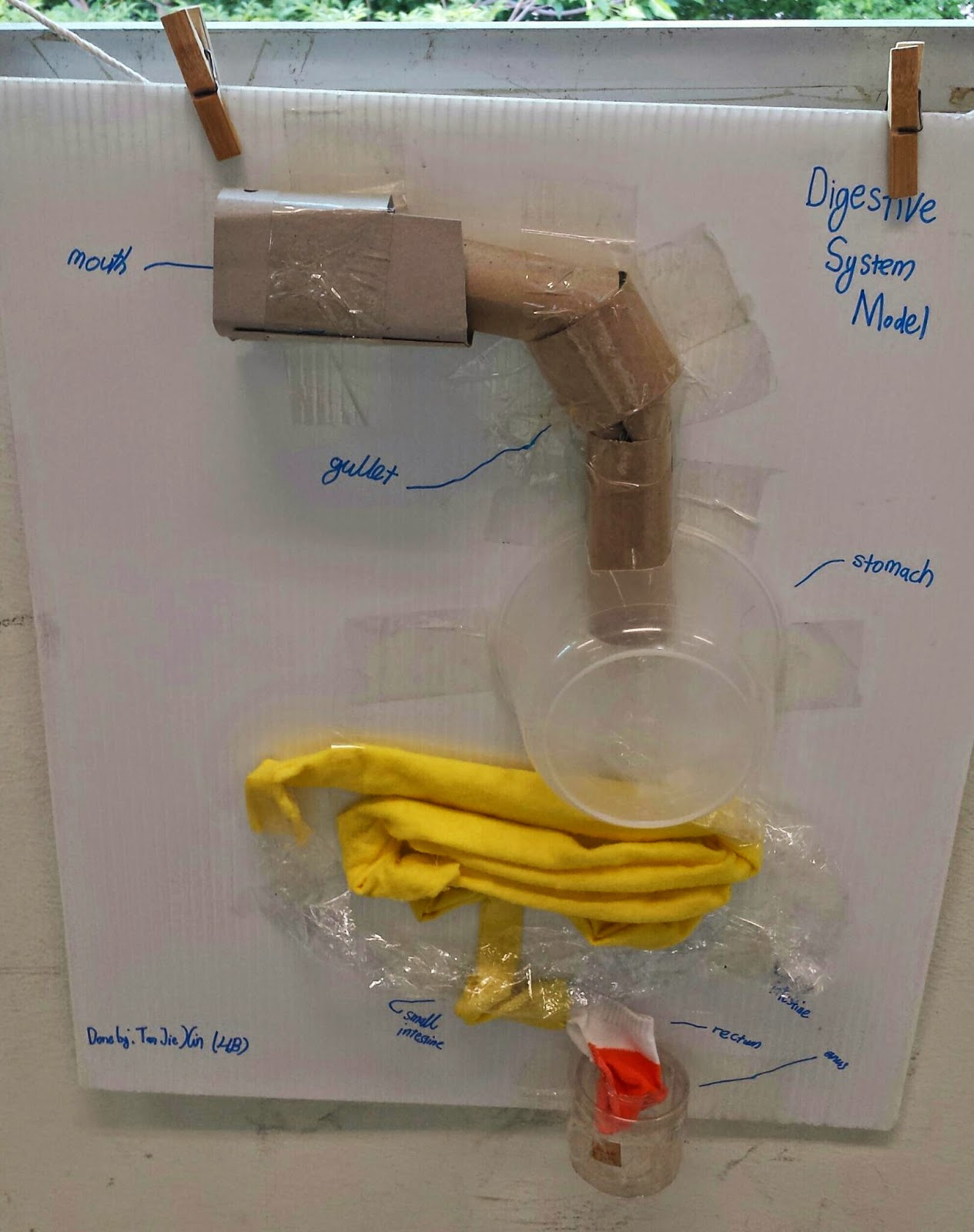 Welcome to Class 4B 2015!: Presenting the Digestive System Model