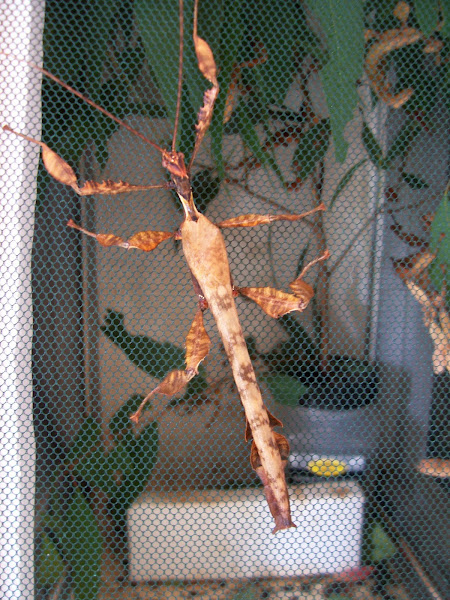 Spiny leaf insect male | Project Noah