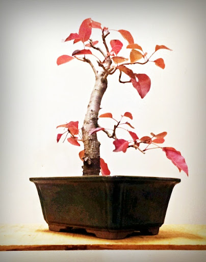 Laser Beam Bonsai: Fall colors on a pear bonsai