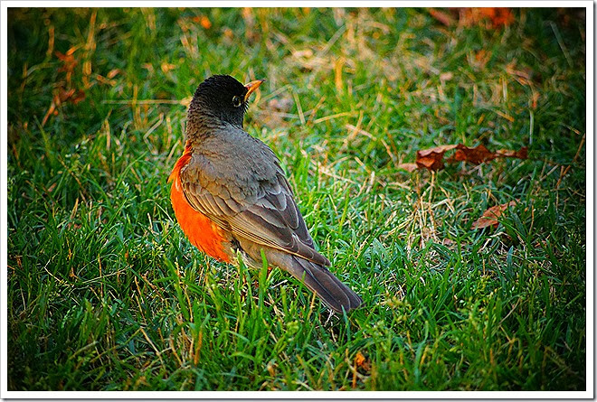 8 royalty free bird pictures - 1 million free pictures