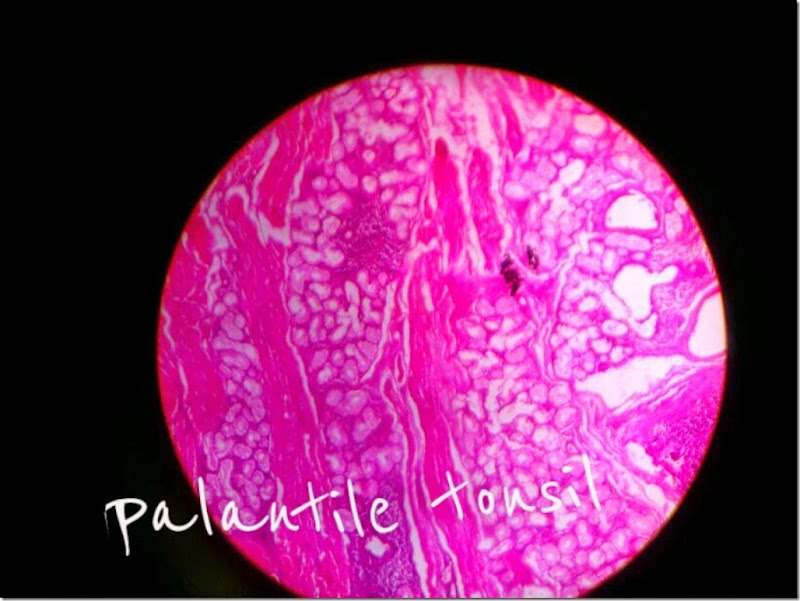 MBBS BHAI: ONLINE HISTOLOGY SLIDES FIRST YEAR MBBS