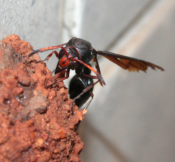 mud wasp | Project Noah