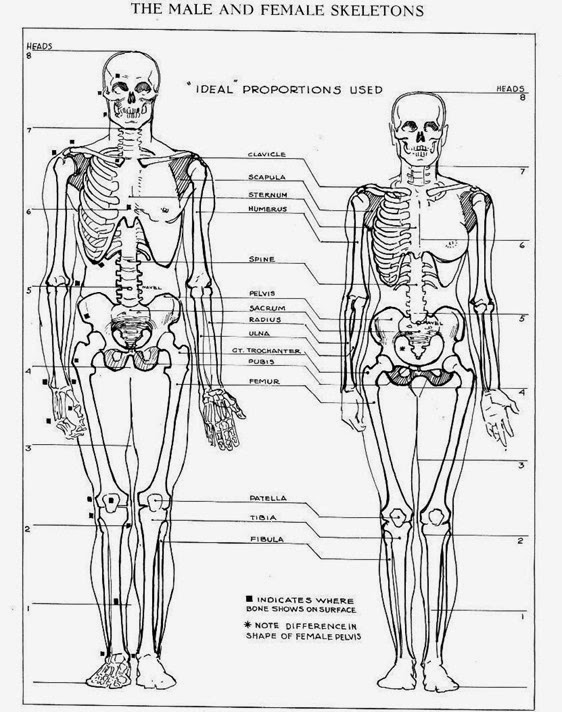 human ribs male vs female