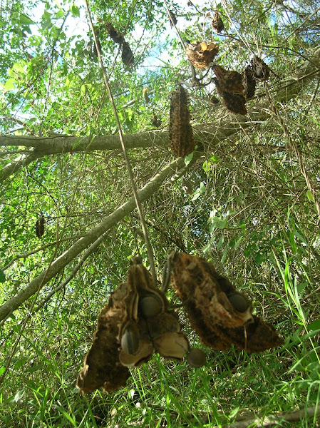 Bejuco Mucuna - Mucuna Vine | Project Noah