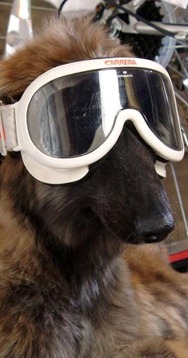 6 Funky Dog Mobile Wallpaper 360x640