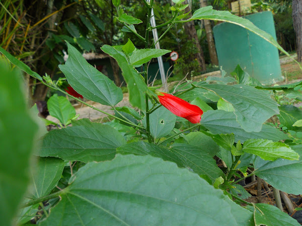 Hibisco-colibri | Project Noah