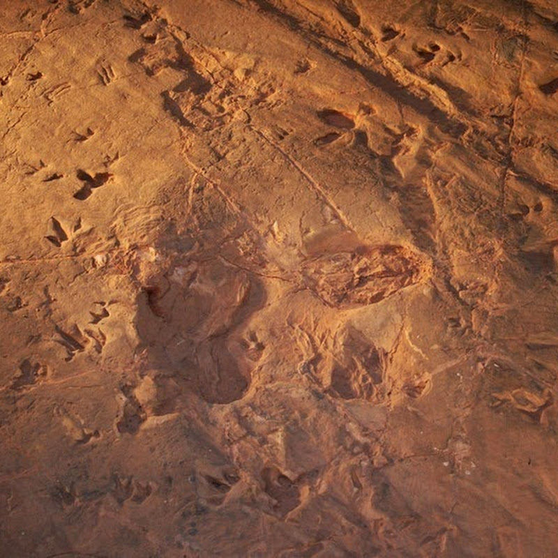 Lark Quarry Dinosaur Stampede | Amusing Planet