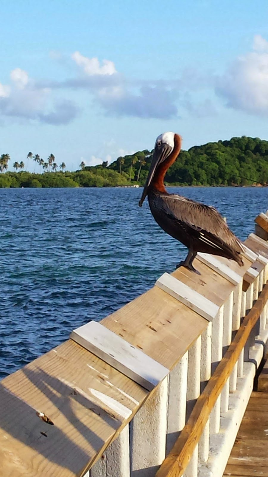 Un Feliz Pelicano Happy Pelican un-feliz-pelicano-happy-pelican