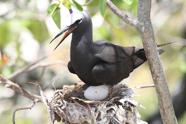 Black Noddy Tern | Project Noah