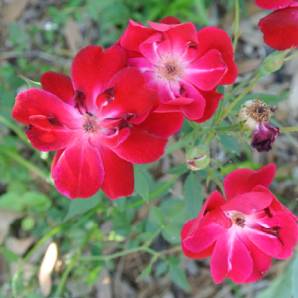 Martha Gonzales Rose | Project Noah