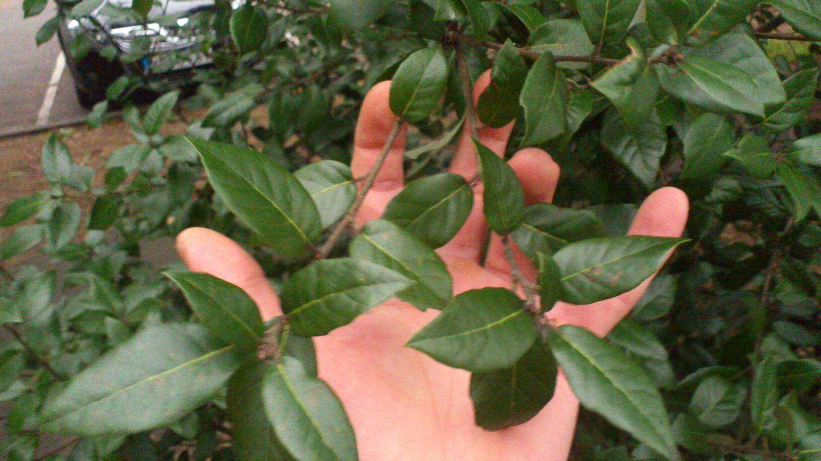 Invasive Weeds: Invasive Evergreens in Suburban Coastal Dorset