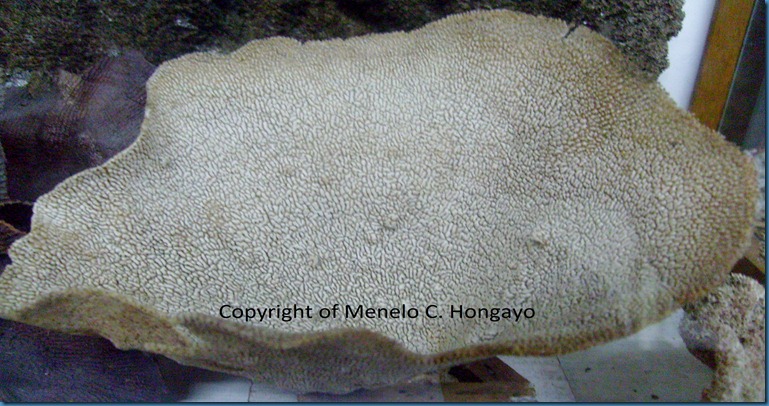 MCH unlimited for Science: Leiodermatium sp.