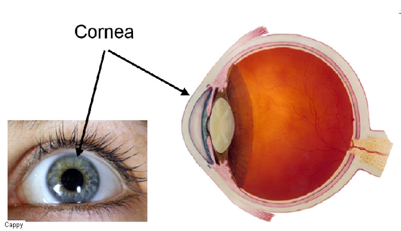 Pharma show : All Conditions of the cornea and their Causes ...