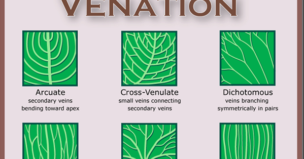 TuttyFrUiTyMixture.blogspot.com: Venation types of leaves with diagrams