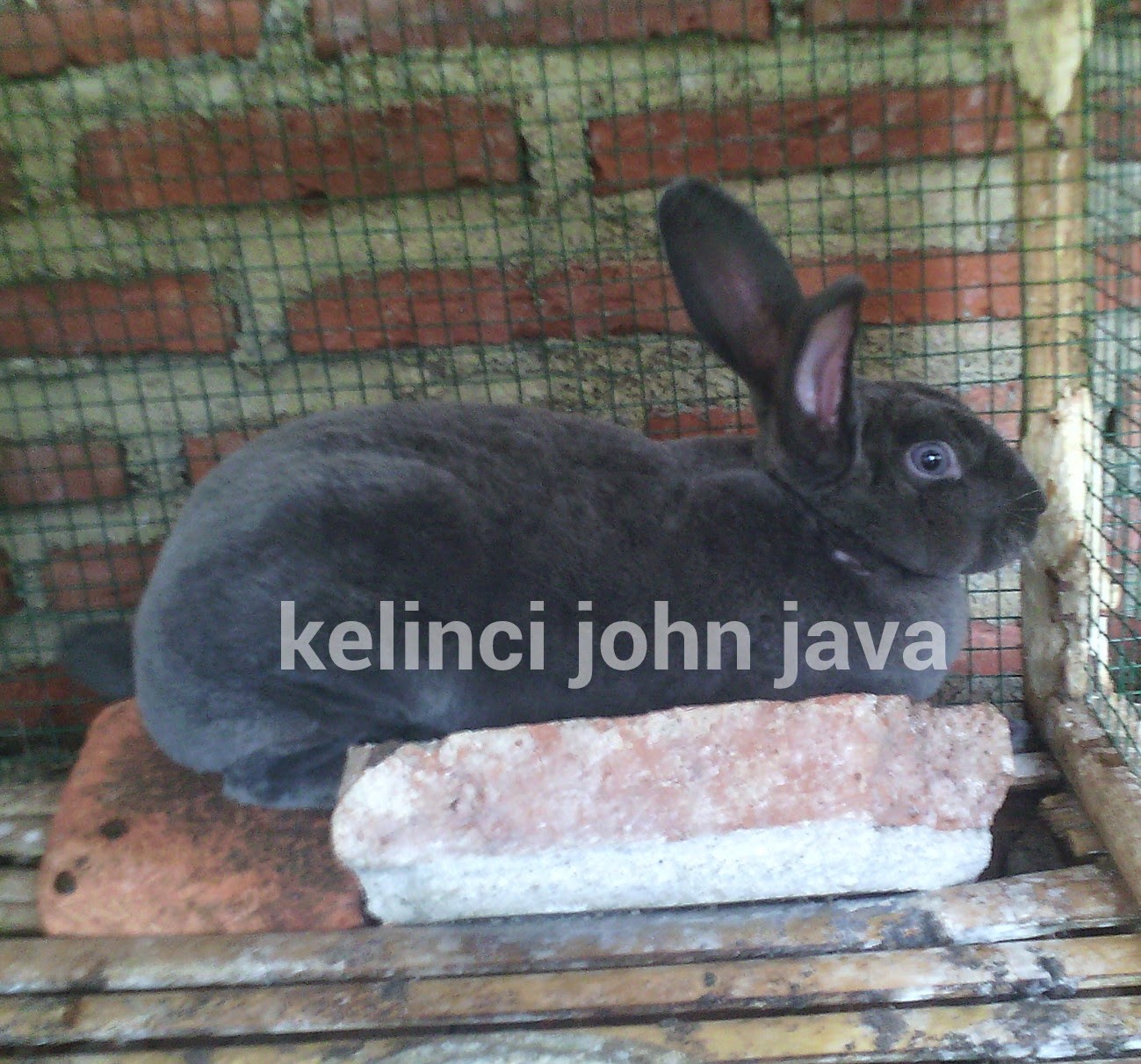 Kelinci Rex - Kelinci John Java